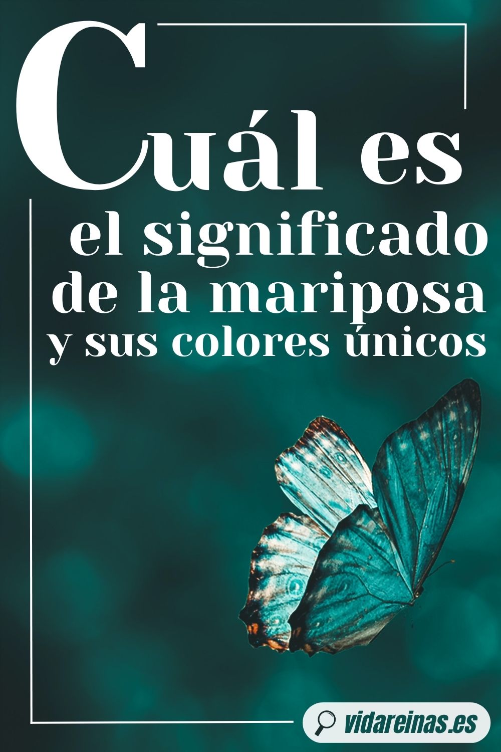 ¿Cuál es el significado de la mariposa y sus colores únicos? - Vida Reinas