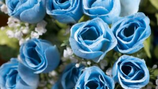 Rosas azules: ¿cuál es su significado espiritual oculto? - Vida Reinas