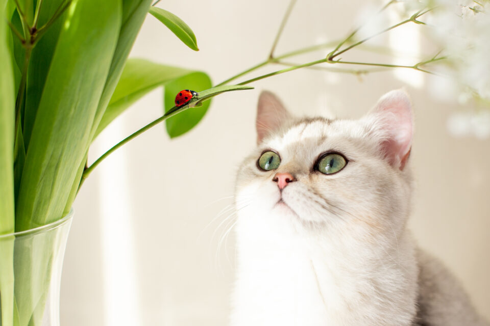 Soñar con un gato en el Islam: ¿cuál es el significado oculto? - Vida ...
